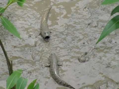 Mudskippers fighting, Kukup, Johor, Malaysia - YouTube