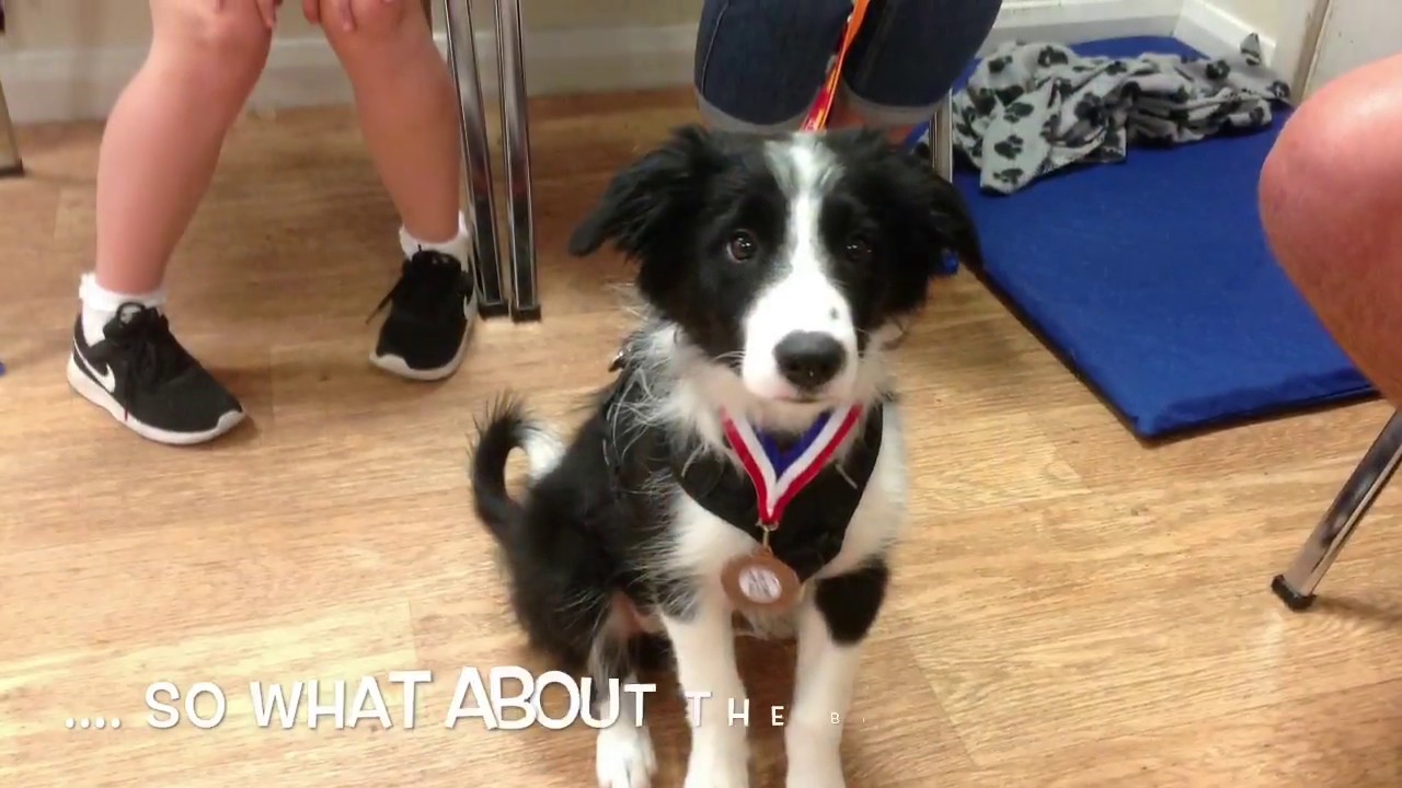 Paws'n'Learn Fun - YouTube