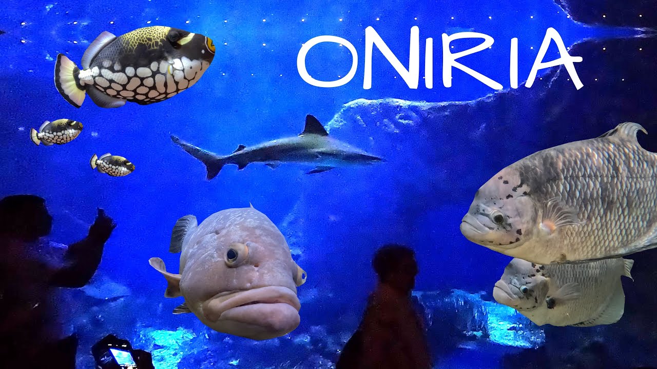 ONIRIA - Aquarium du Canet en Roussillon #1 - YouTube
