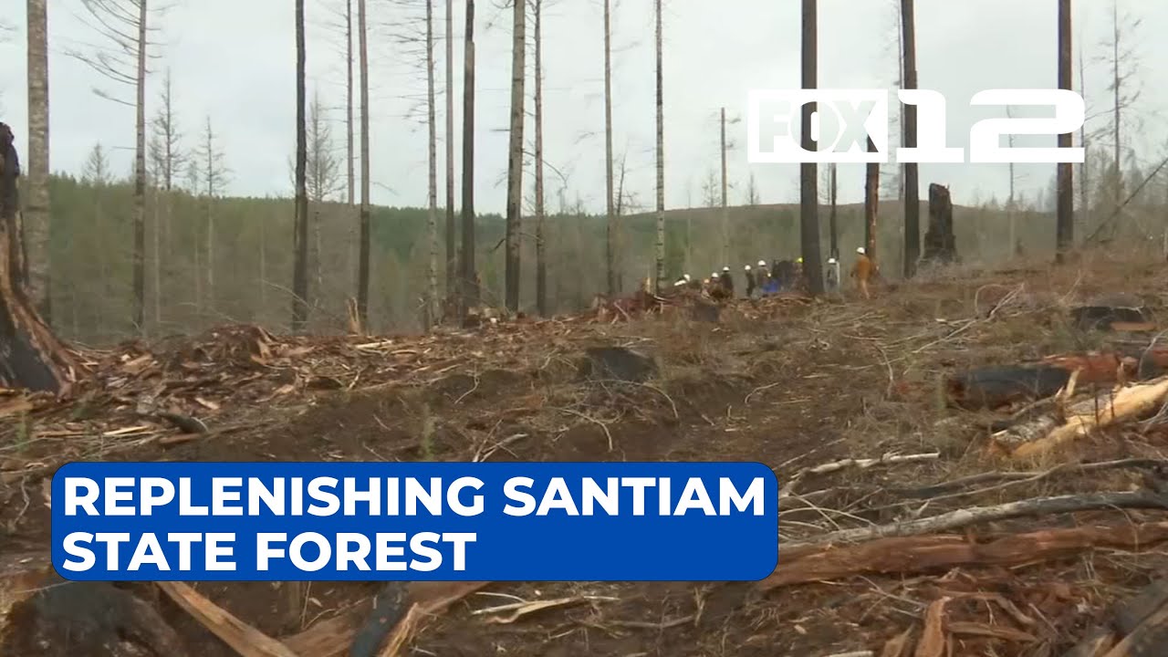 Salem students help replenish scorched Santiam State Forest - YouTube