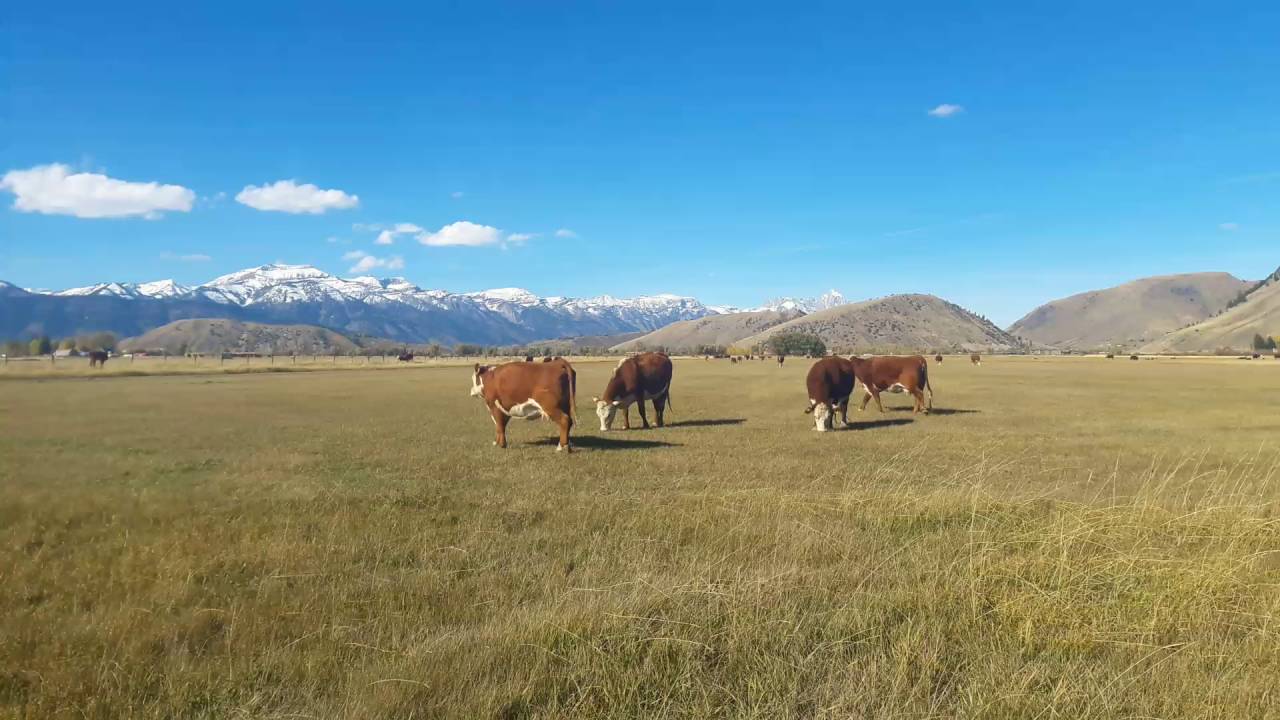 Hereford Cattle on the Lockhart Cattle Company Ranch Wyoming Ranch ...