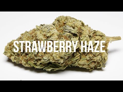 Strawberry Haze: Cannabis Strain Review