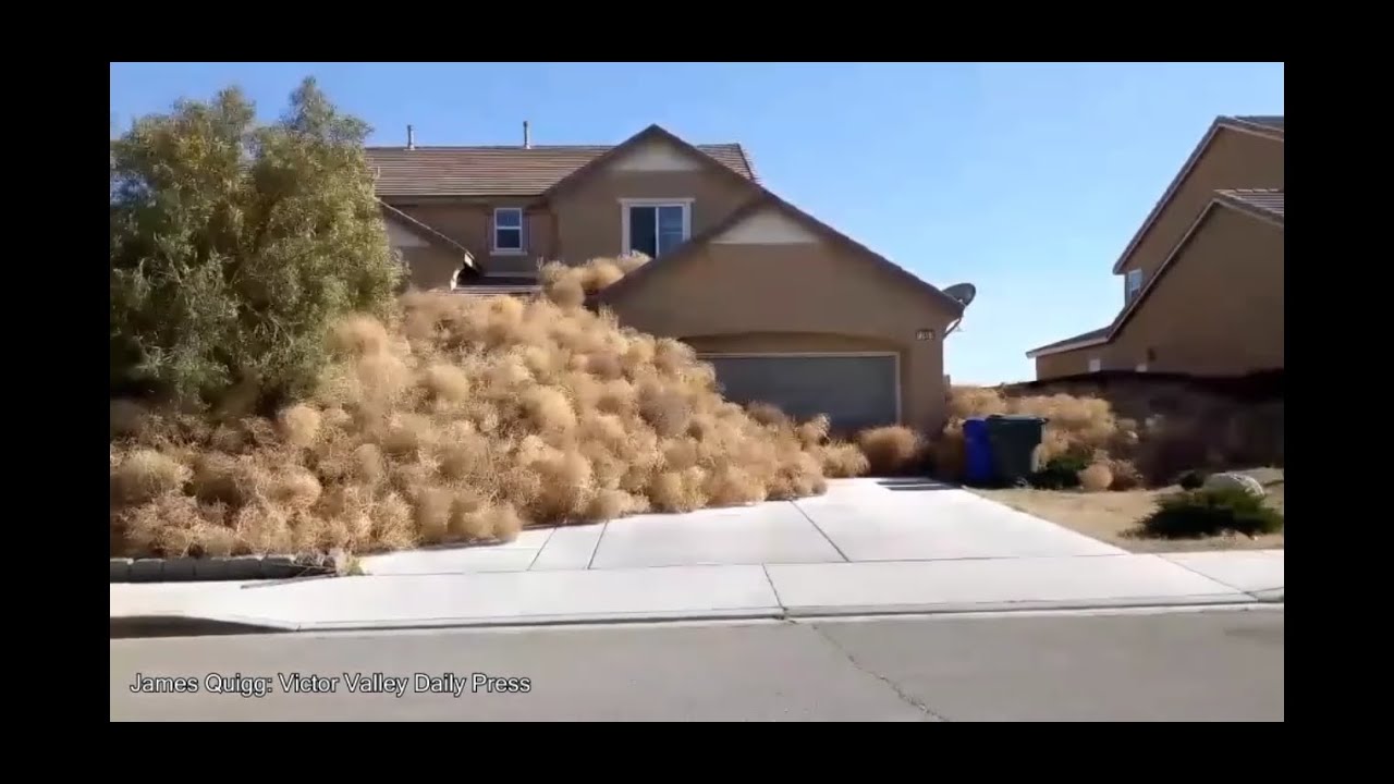 Tumbleweeds take over town - YouTube
