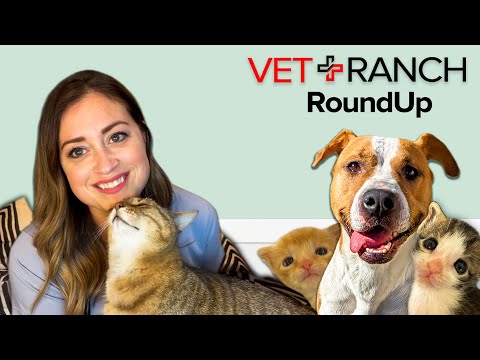 Puppies, Puppies and MORE PUPPIES! On this Week's Vet Ranch RoundUp ...