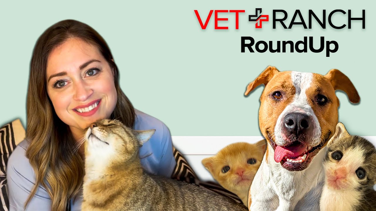 Puppies, Puppies and MORE PUPPIES! On this Week's Vet Ranch RoundUp ...