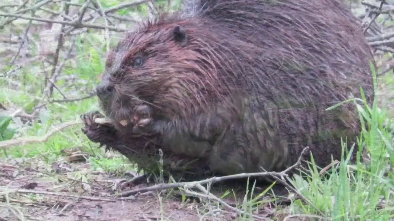 Nice beaver - YouTube
