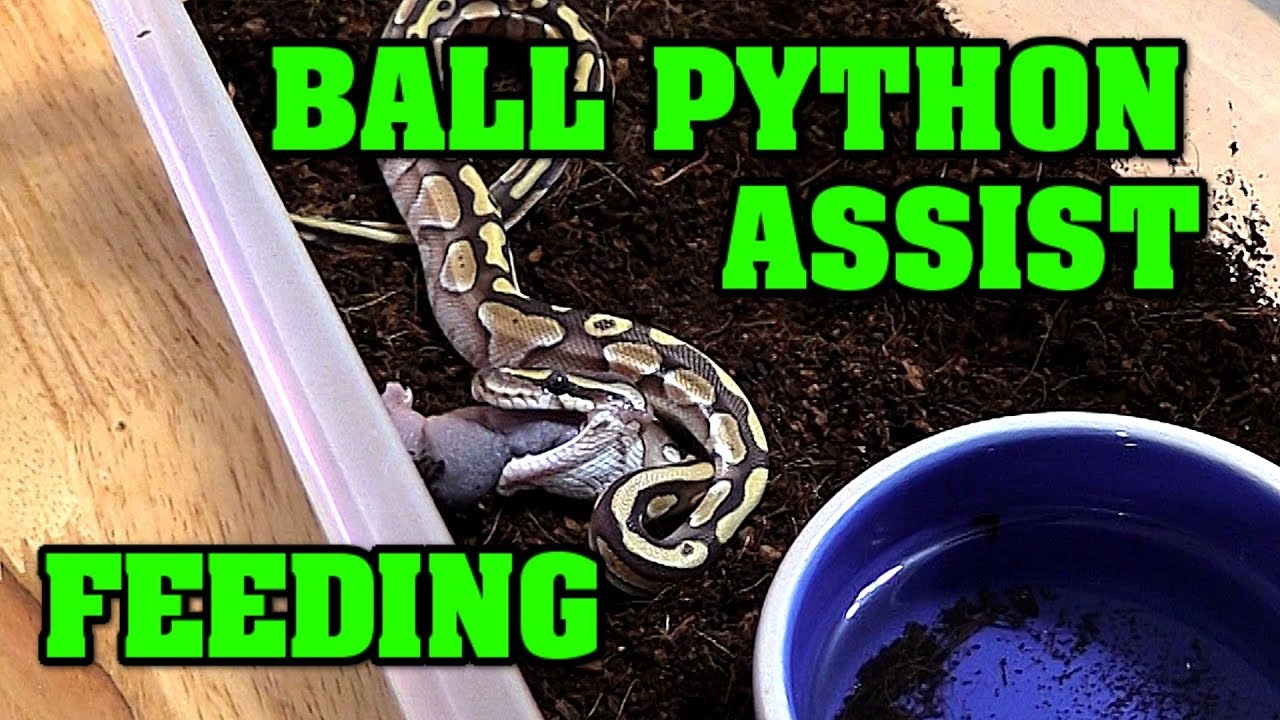 Assist feeding a ball python! Must know as a breeder, can SAVE A LIFE ...