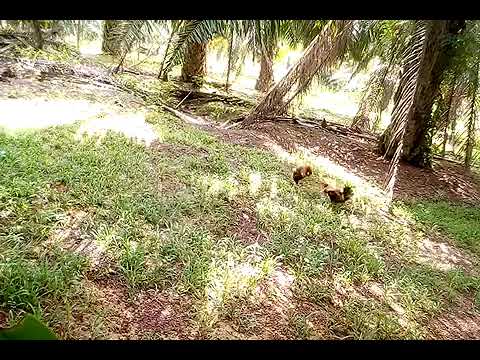 Pikat ayam hutan terbaru. si roket #2 abg si sambal