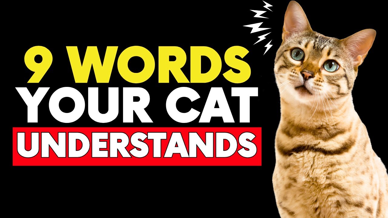 9 words your cat RESPONDS to instantly - YouTube