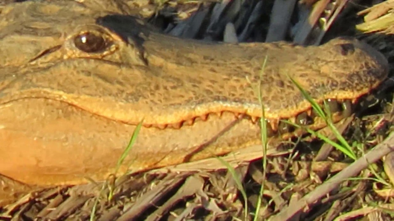 MUD IN MOUTH BIZARRE & CURVED TAIL ON ALLIGATOR NUMBER 15! Savannah ...