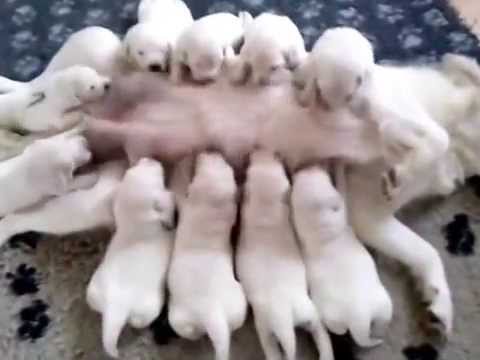 Yavrularını Besleyen Anne Köpek