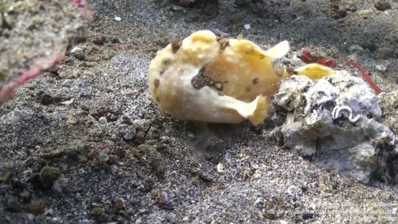 AMAZING 3 Different Frogfish Feeding including a Hairy Frogfish - YouTube
