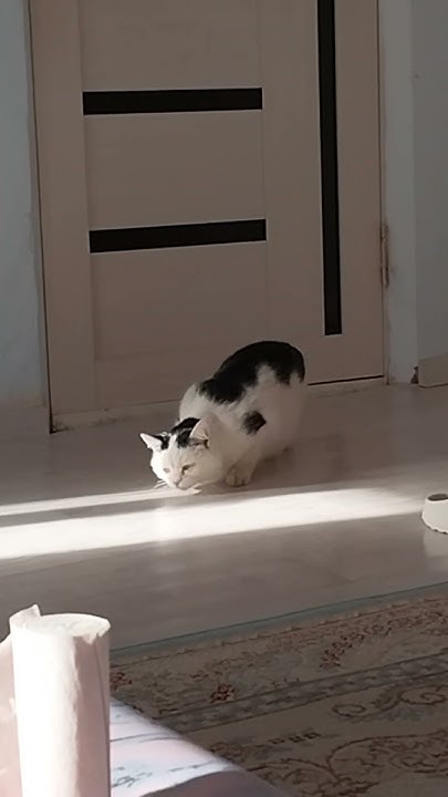 милый котик🥰 Youtube