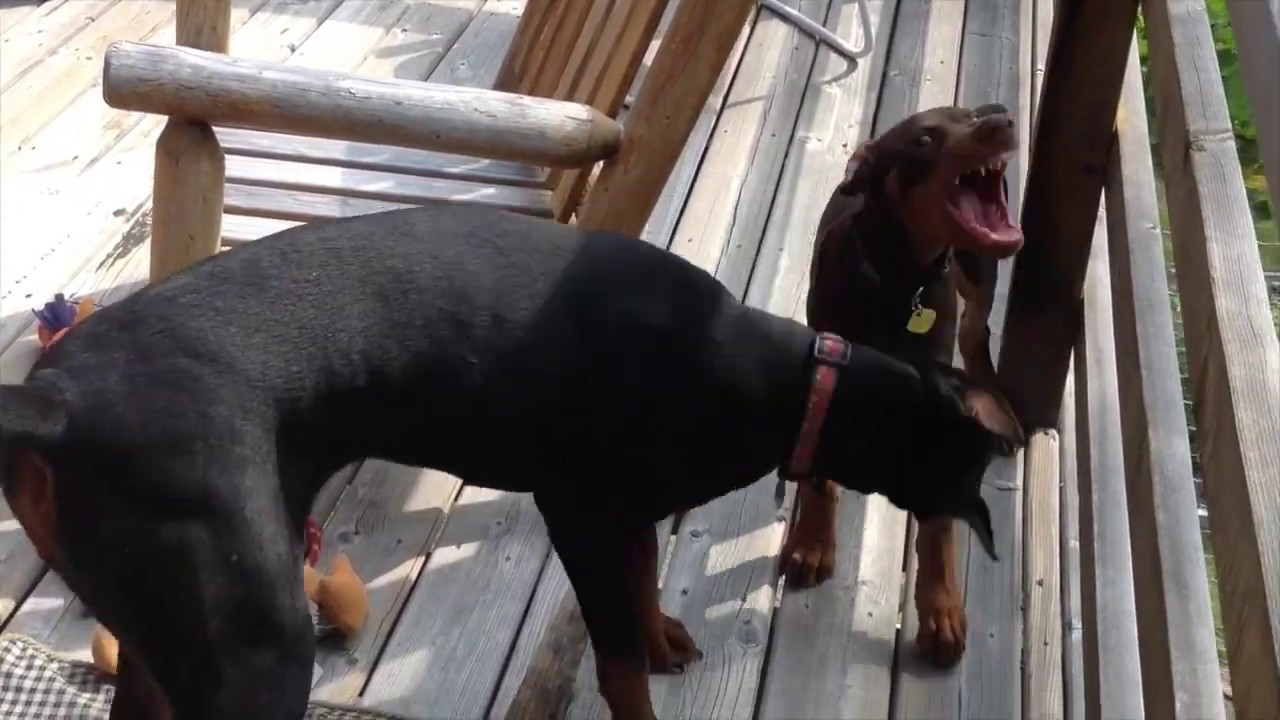 Dog Play: Self Handicapping - YouTube
