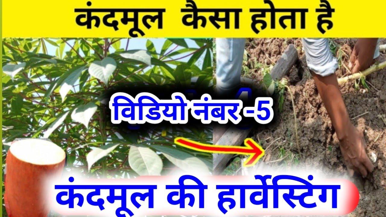 कंदमूल की हार्वेस्टिंग शुरू|| कंदमूल का पौधा कैसा होता है||साबूदाना का ...