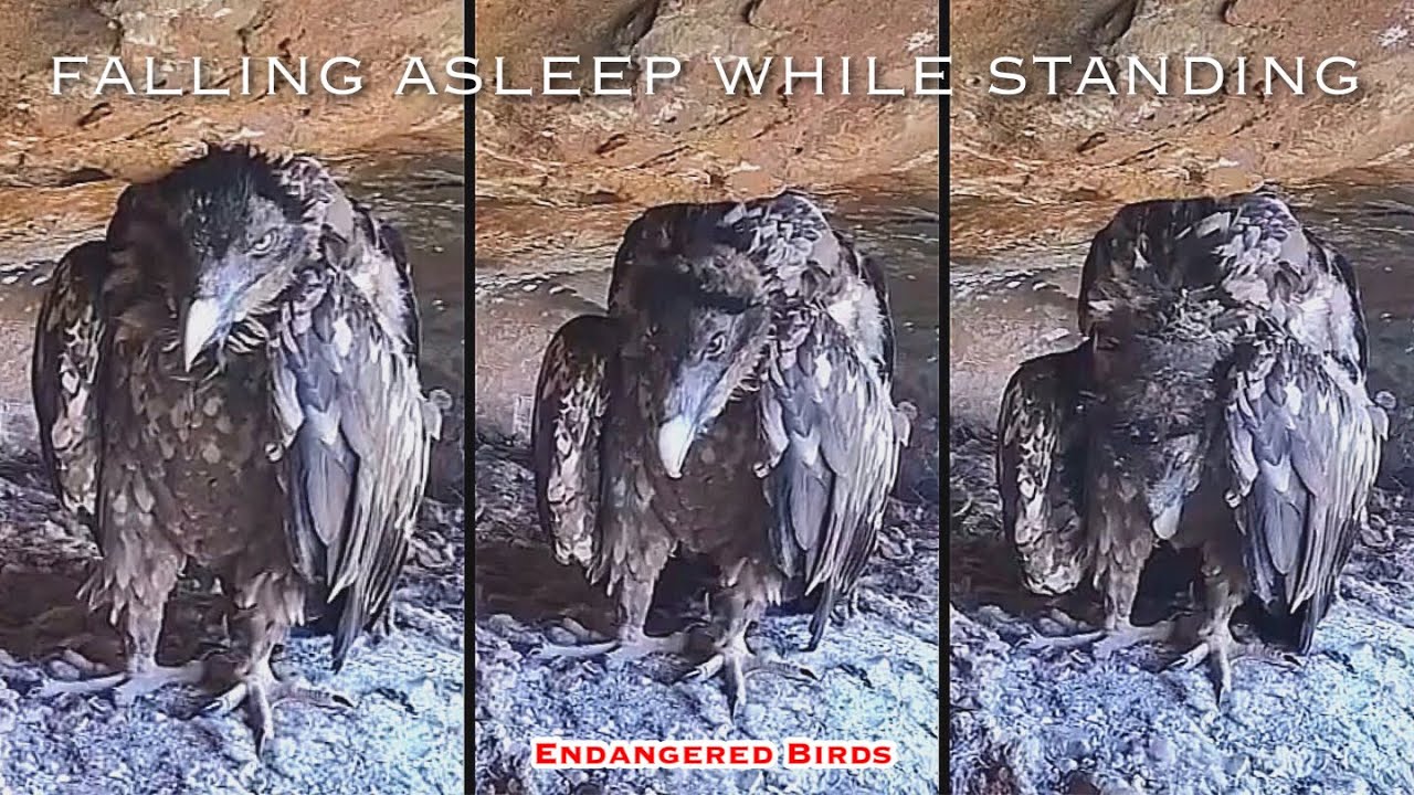 #226🦅Bearded Vulture Nest／Nestflix Live Stream⚠️Endangered bird species ...