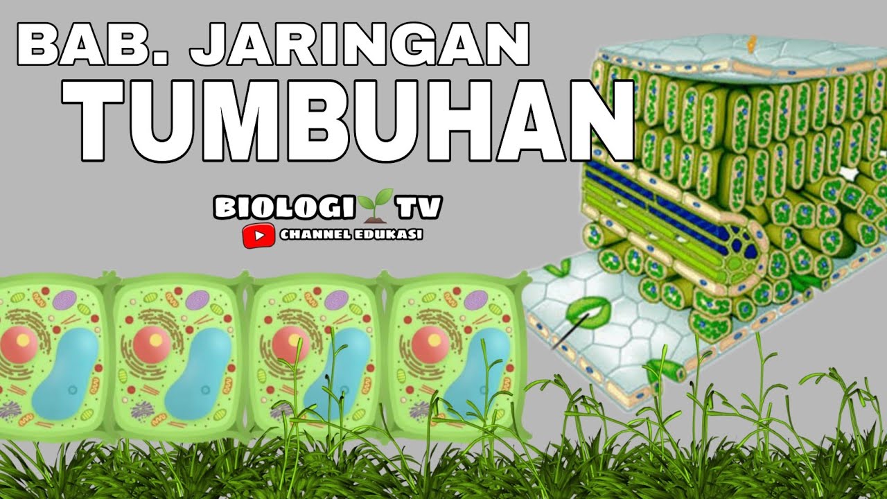 Bab. jaringan pada tumbuhan - mengenal jaringan pada tumbuhan biologi ...