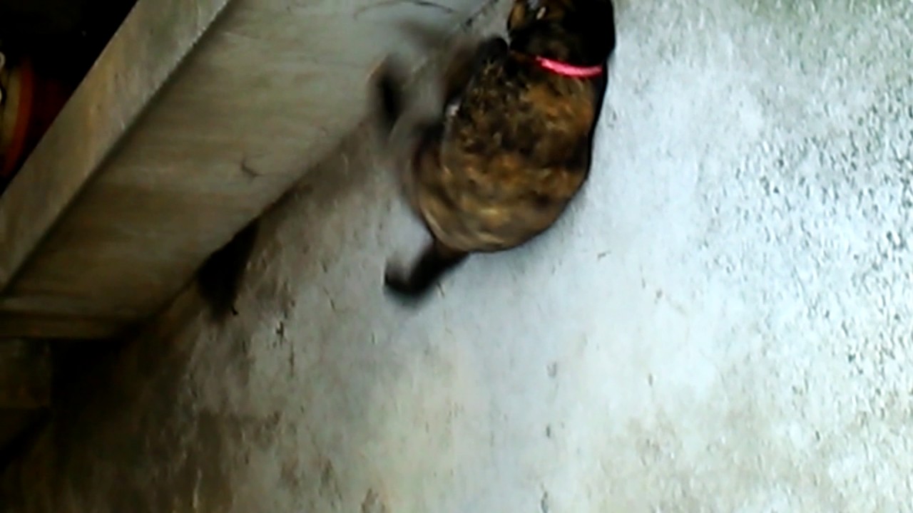 Goro ～Goro ～ cat ♪ - YouTube