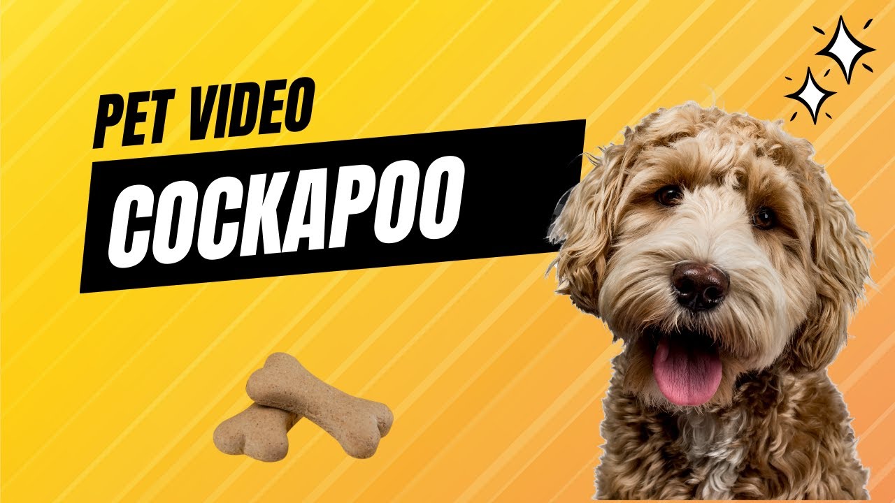The #Pet Video Revolution Is Coming | Featuring Hugo the #Cockapoo - YouTube