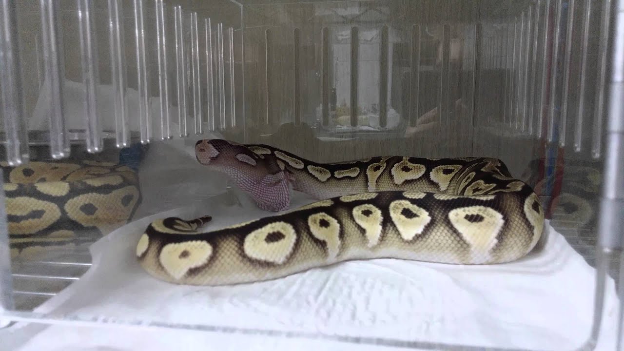 GHI & Pastave Ball Python(볼 파이톤) - YouTube
