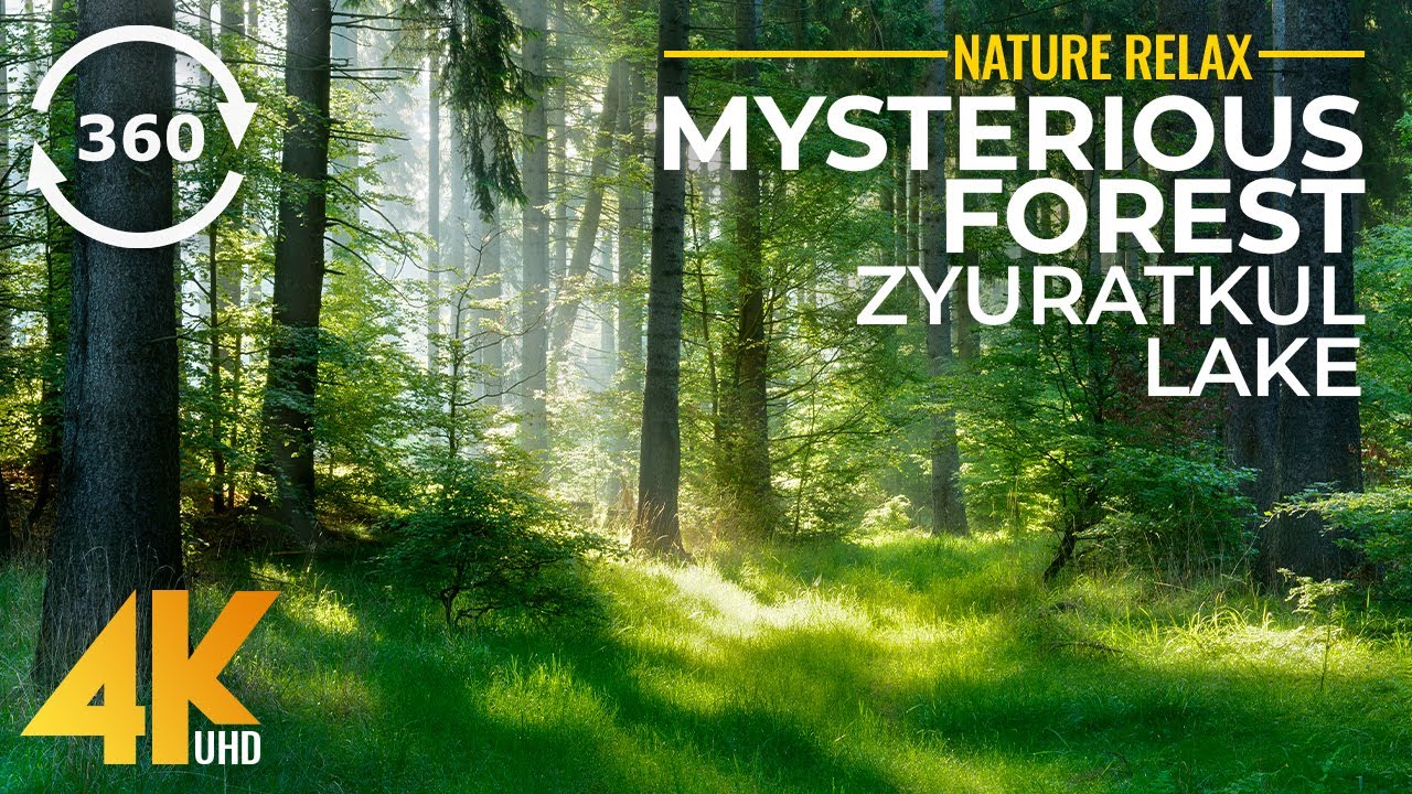 Virtual Tour to Mysterious Forest of Lake Zyuratkul 4K 360˚ VR ...
