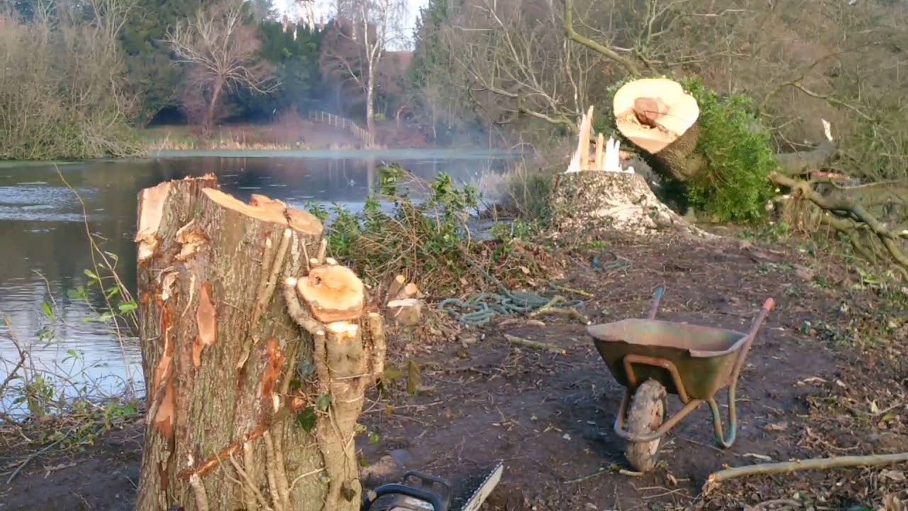 Ash tree felling - YouTube