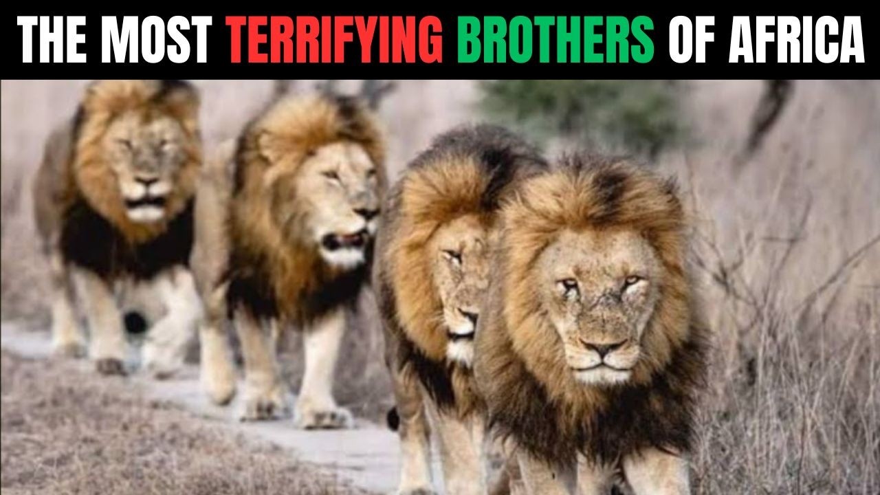 22 Lions Were Found ELIMINATED One by One... Then Rangers Discovered ...