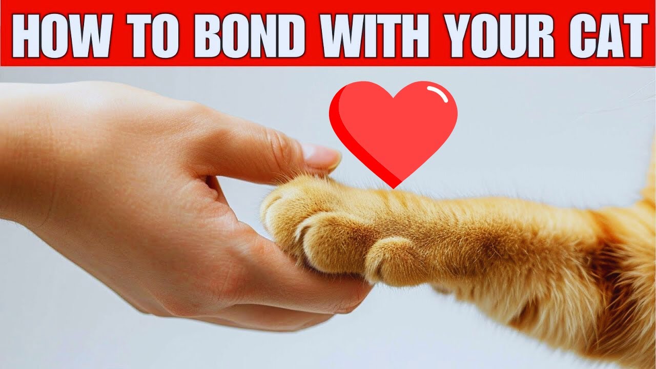 How to Form Strong Bond with Cat You must know - YouTube