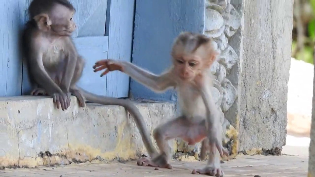Oh! Baby Monkey Niko now is pretty, very cute - YouTube
