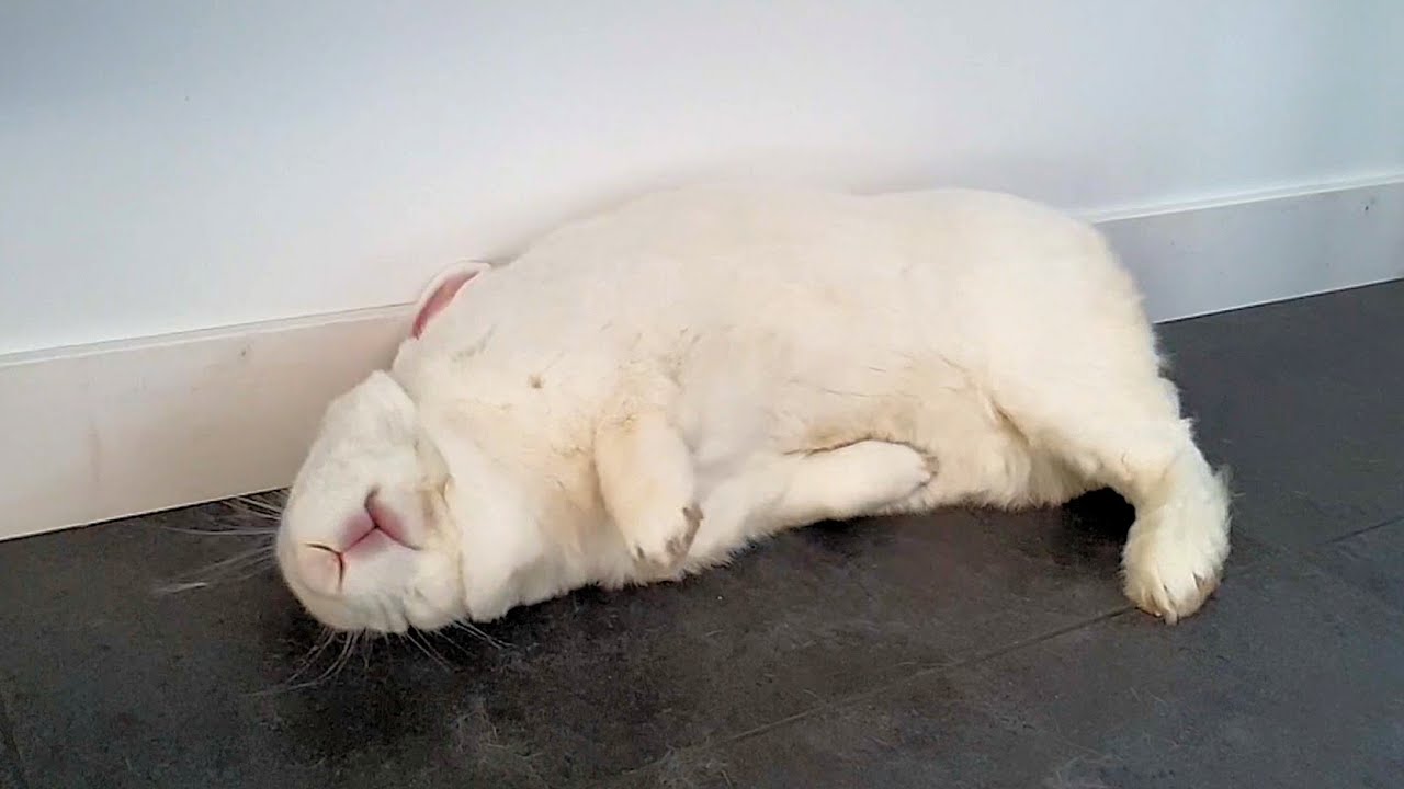 Just A Happy Bunny Flop In Slow Motion 😍 - YouTube