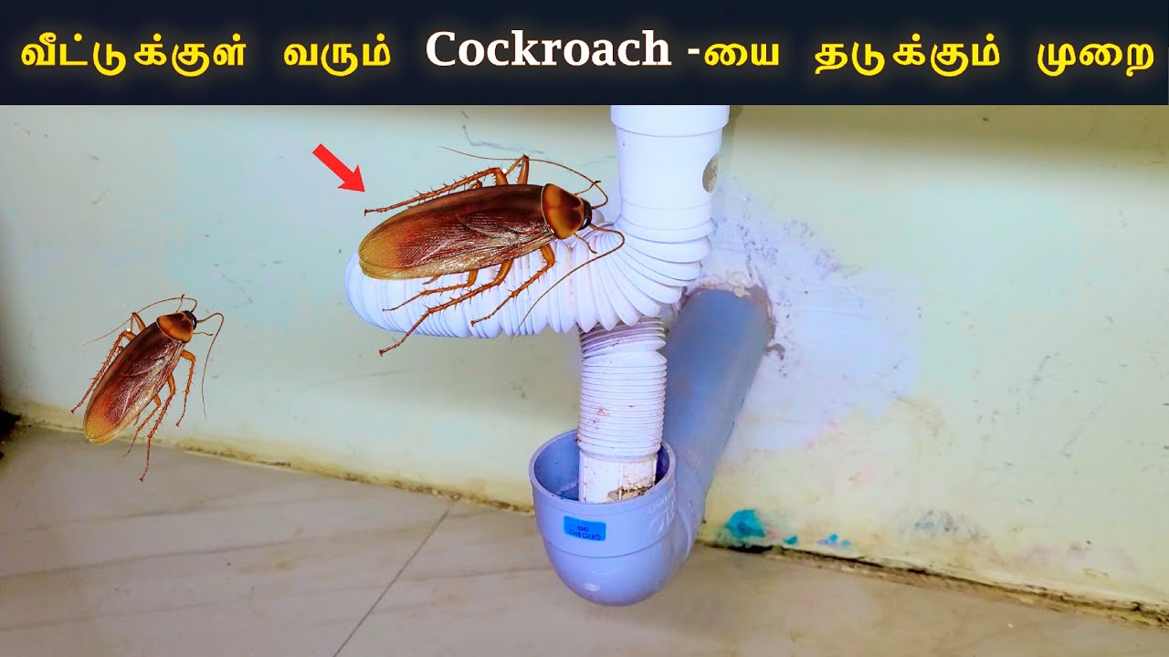How to prevent Cockroaches? - YouTube