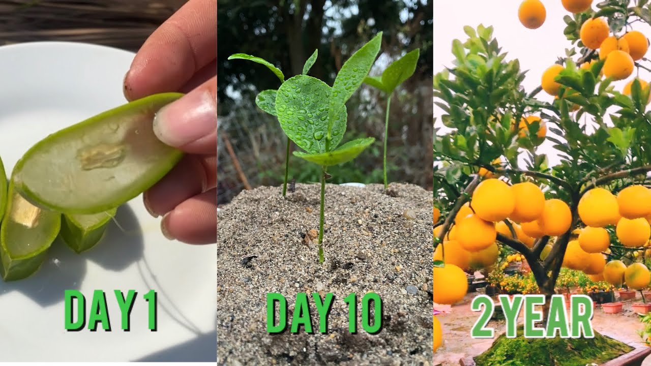 How to quickly grapefruit for beginners from seeds | Gardenfarms - YouTube