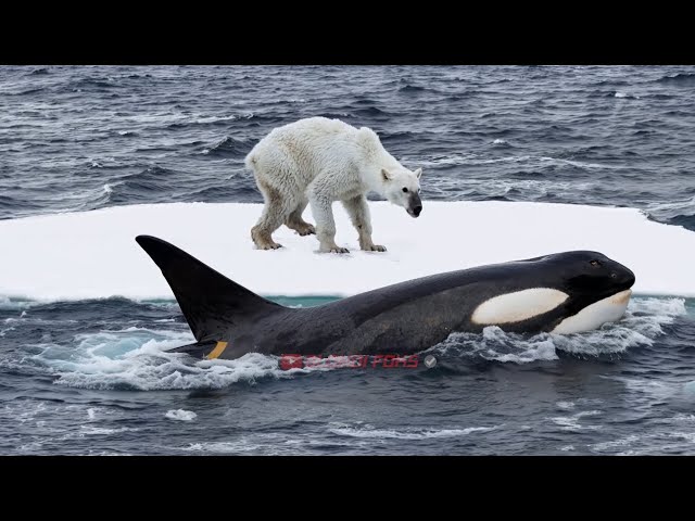 Why Do They Call Killer Whales Orcas