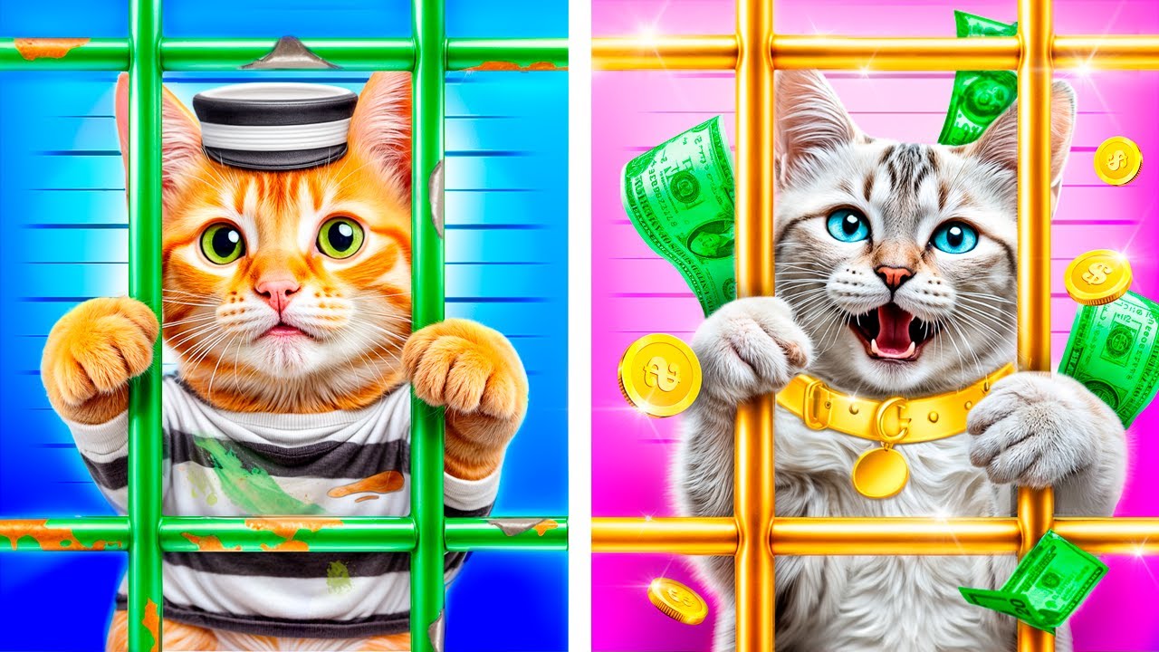 Reich vs Arm Baut Geheime Räume für die Katze im Gefängnis! - YouTube