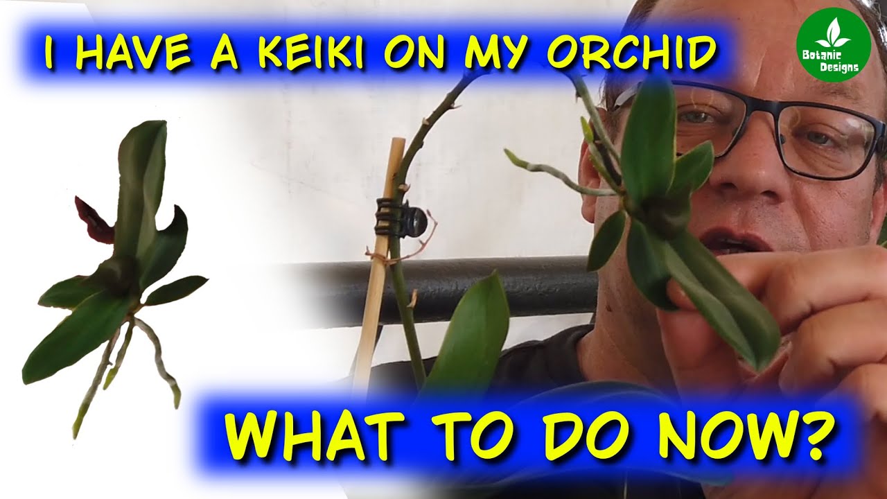 Orchid Keiki Removing And Potting YouTube
