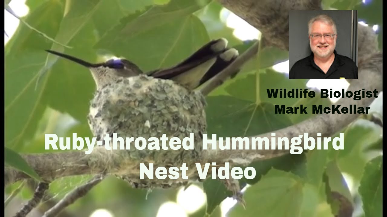 Ruby-throated Hummingbird Nest and Babies - YouTube