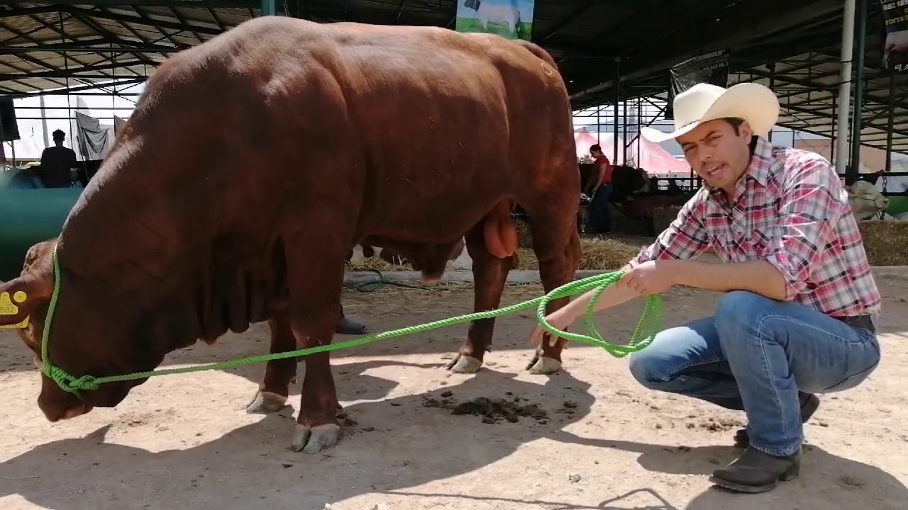 🐂 ¿Cómo seleccionar un semental? - YouTube