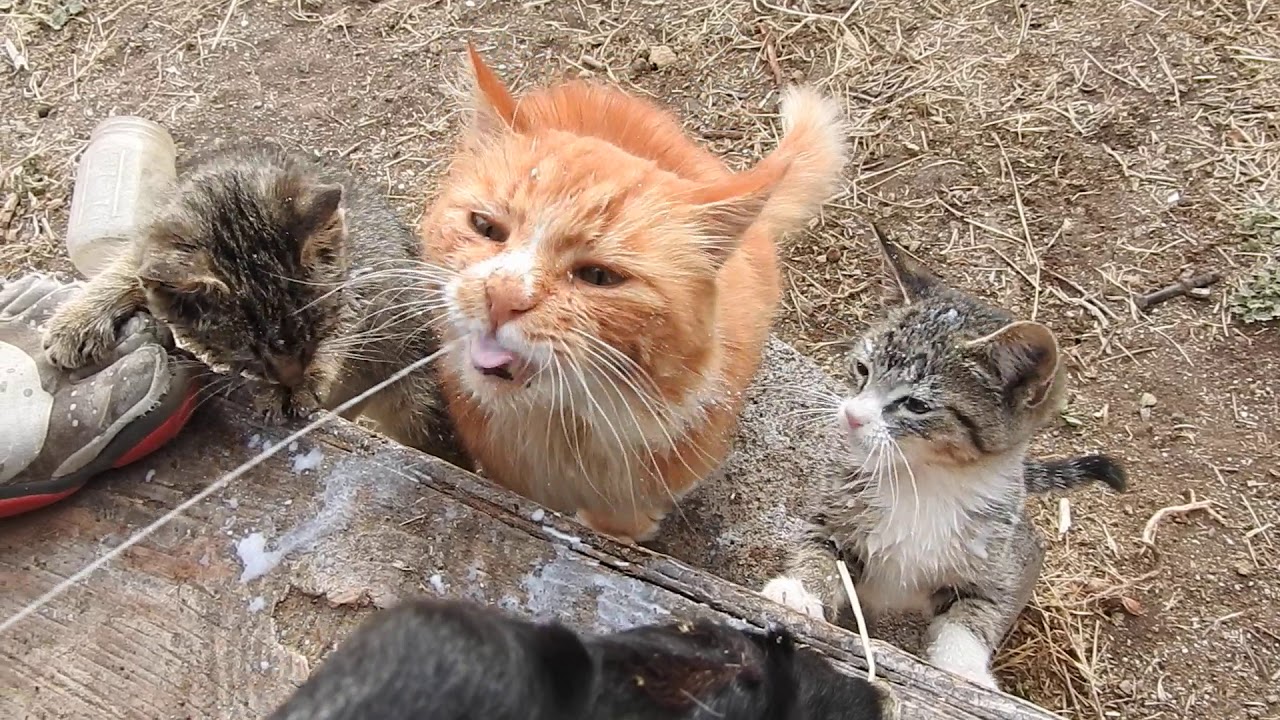 Cute Orange cat and kittens, getting breakfast on the farm - YouTube