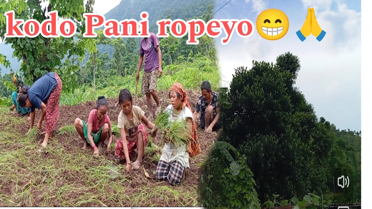 kodo ropai #villagevlog #villagelife - YouTube