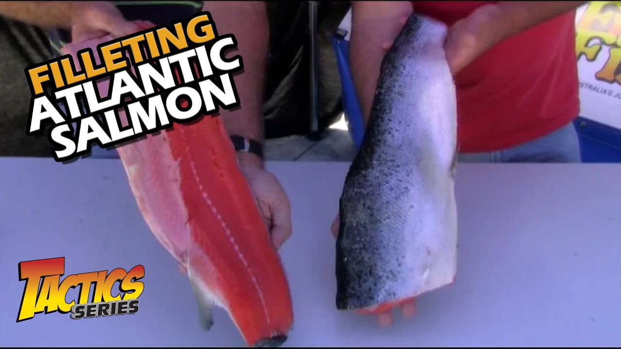 How To Fillet Atlantic Salmon - YouTube