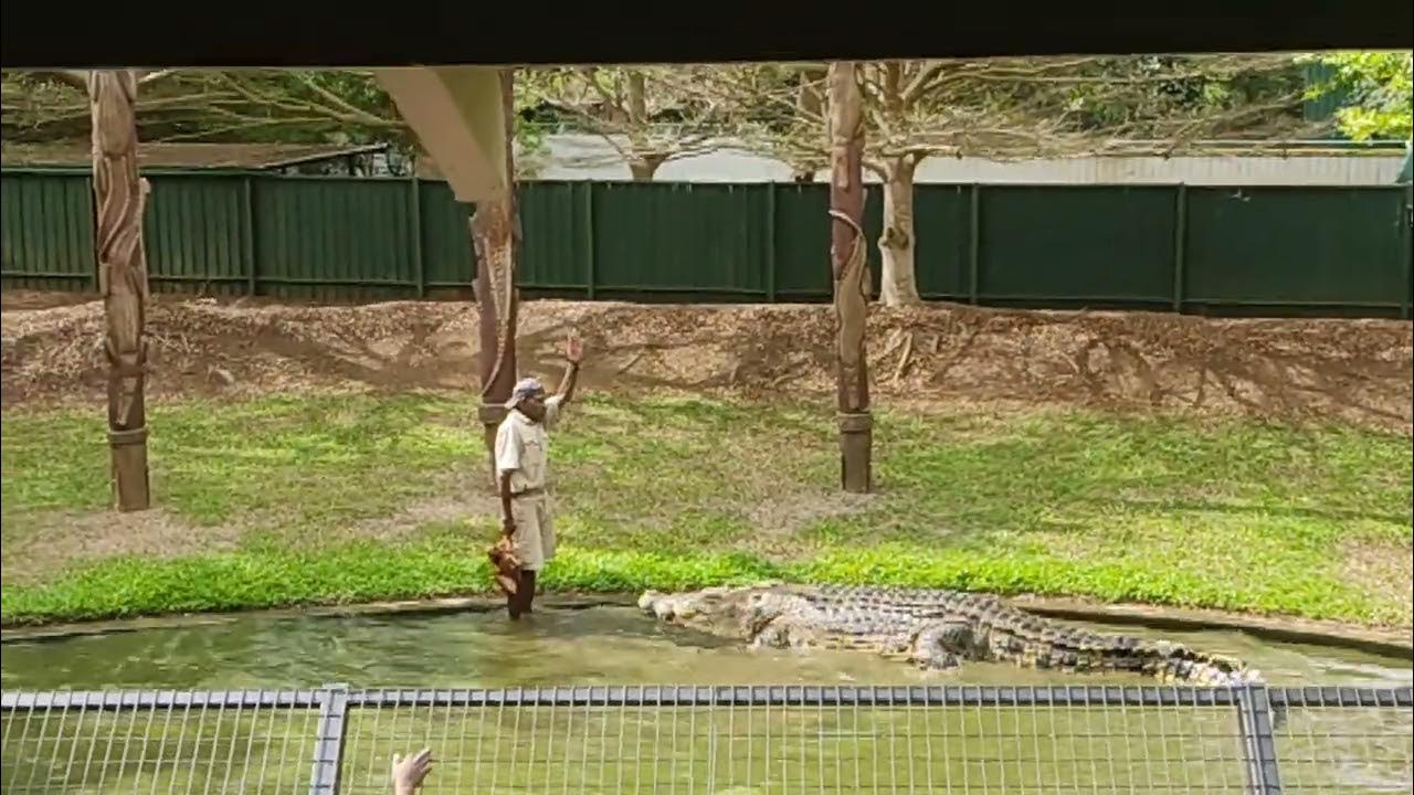 Largest Crocodile at Adventure Park // Port Moresby PNG - YouTube