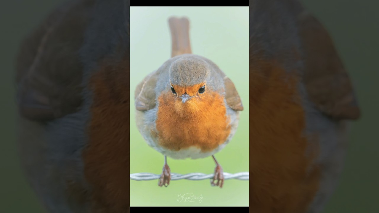 have you ever seen a robin this round? #robin #wildlife # ...