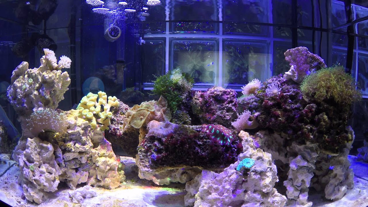 netduino controlled LED Reef Tank - YouTube