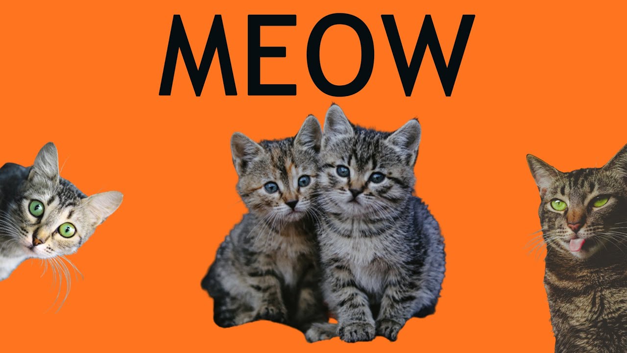KITTENS MEOWING, CATS VIDEO - YouTube