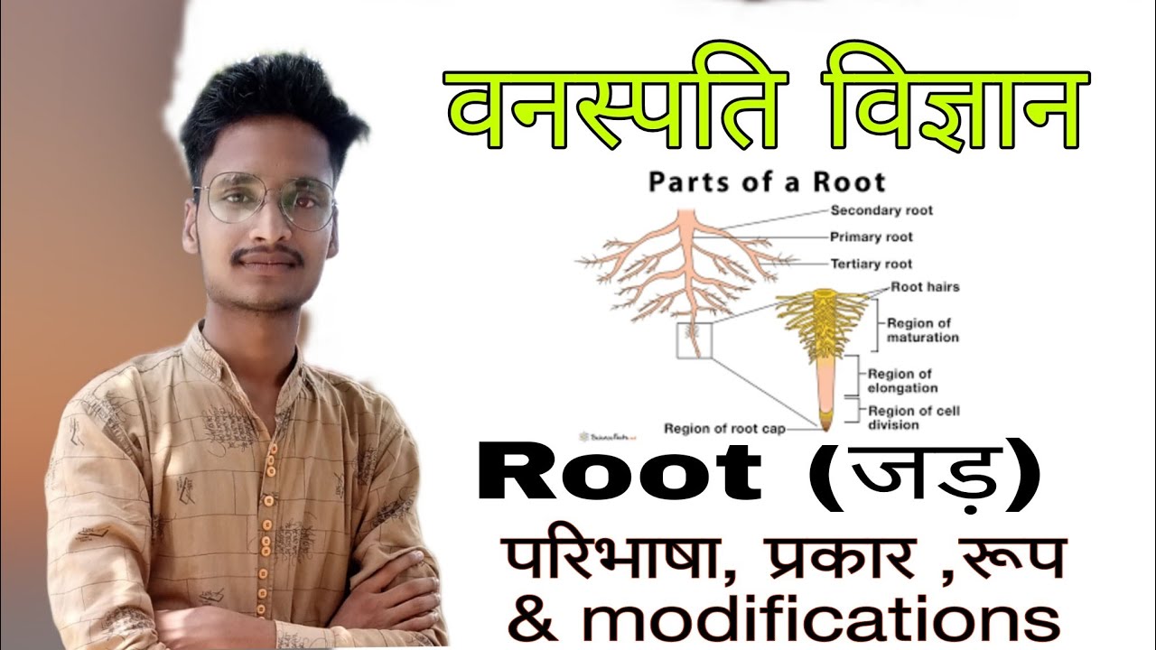Root Types Of Root Definition Of Root Marfology Class 12 root-types-of-root-definition-of-root-marfology-class-12