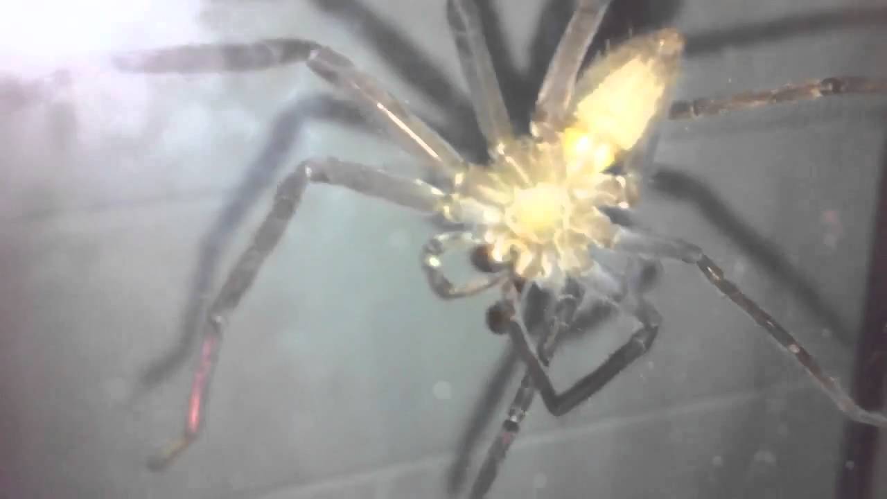 La toilette du Babouk de la Reunion - YouTube