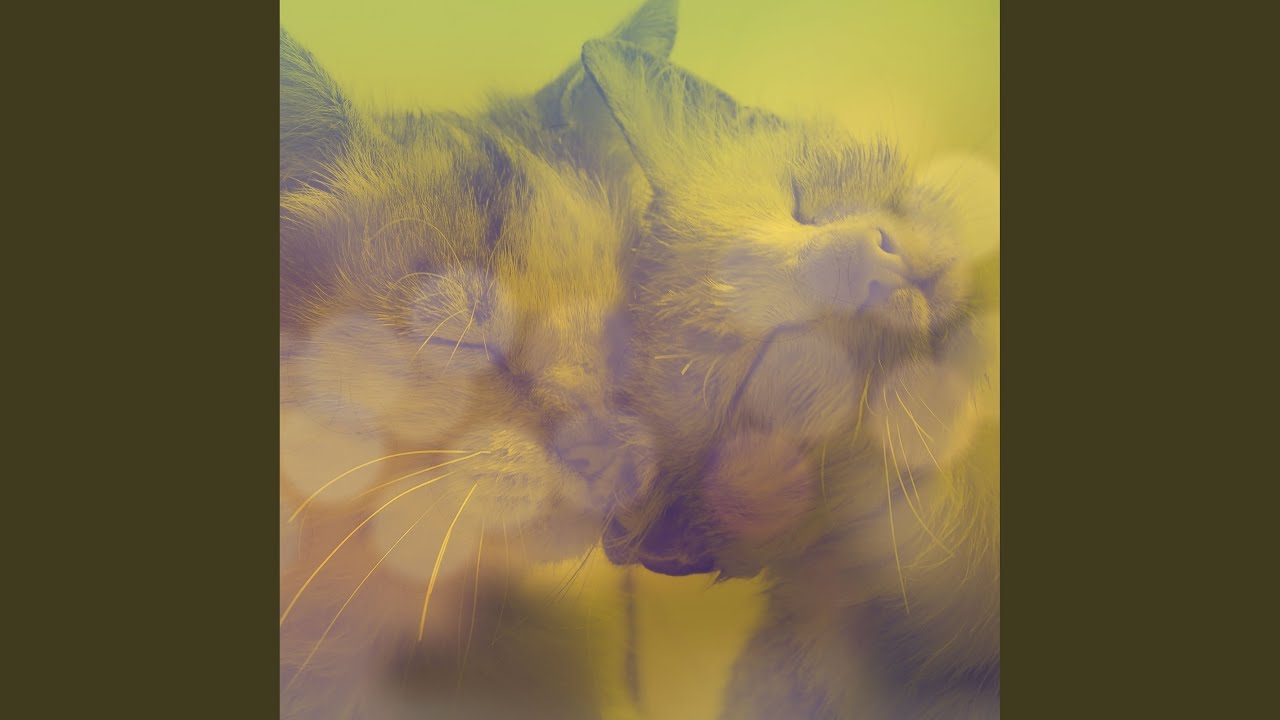 Number One (Cute Kittens) - YouTube