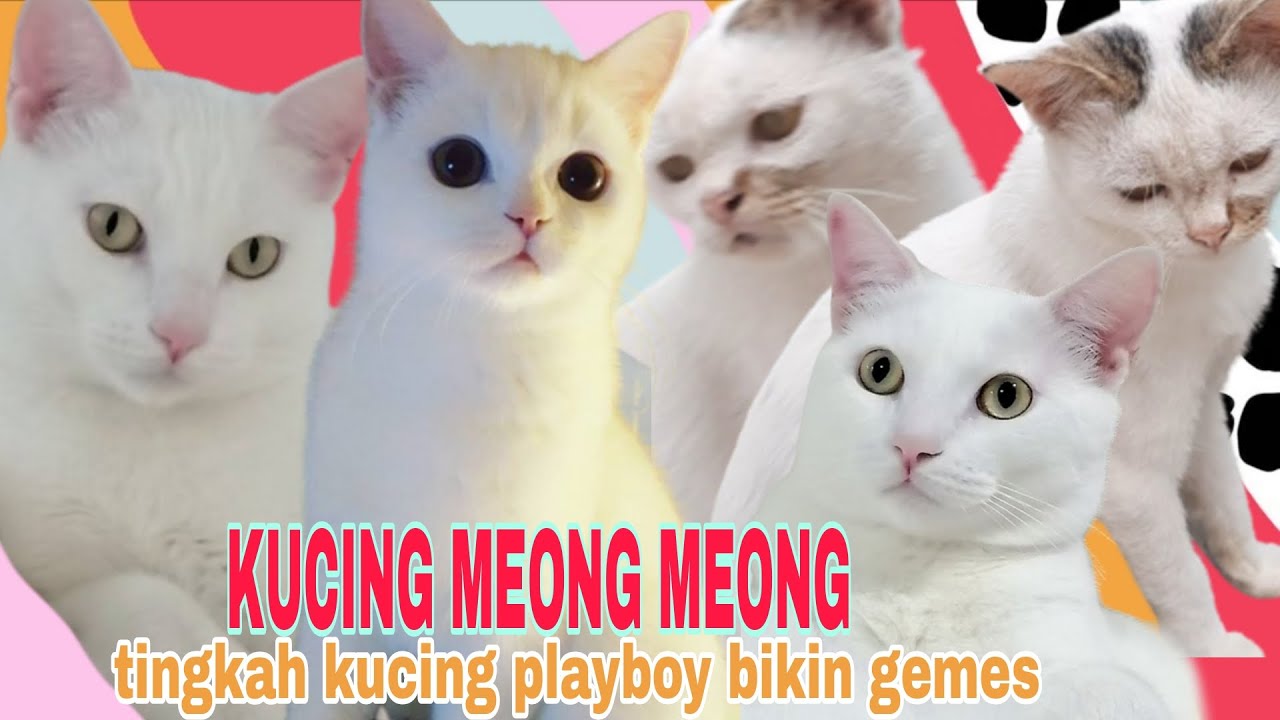 KUCING MEONG MEONG ‼️ TINGKAH KUCING REBIT BIKIN GEMES ‼️ LAGU KUCING ...