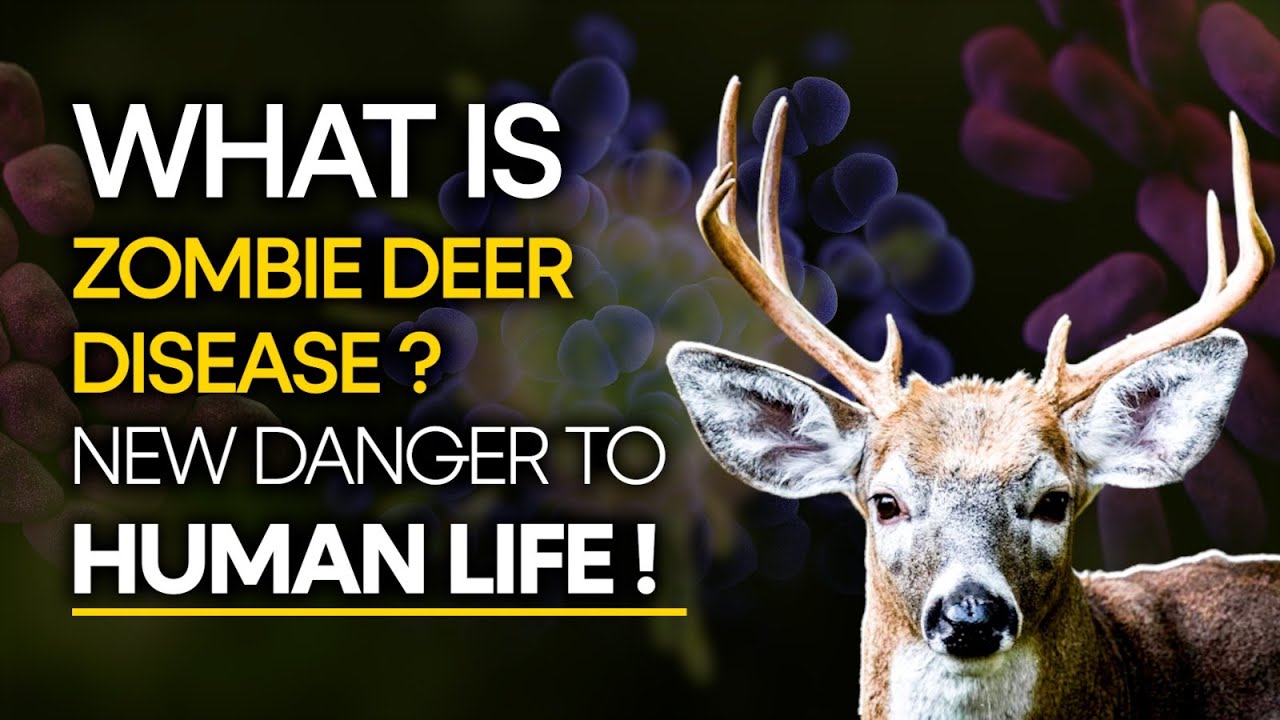 What Exactly Is “Zombie Deer Disease”? Can It Spread Among Humans ...
