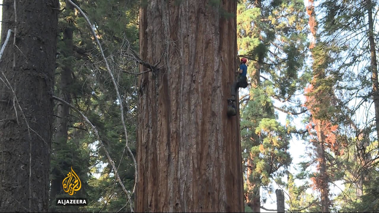 Drought starves California's giant sequoia trees - YouTube